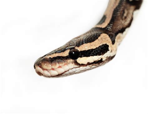 Ball Python Close Up Spots Royal Skin Photo Background And Picture For Free Download Pngtree