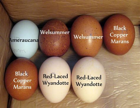 Dark Brown Eggs For Chicken Black Chicken Eggs What Chicken Breeds