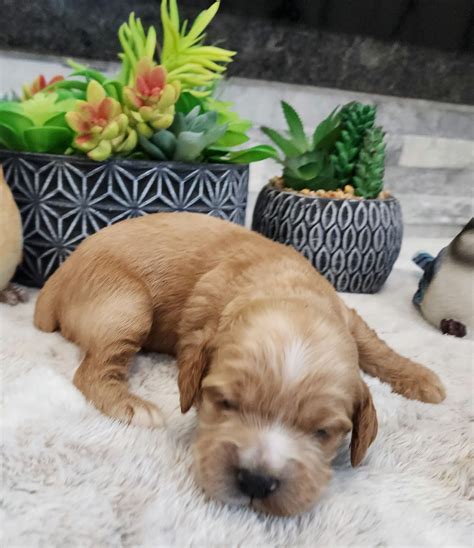 Buff Redish Male Cockapoo Looking Robbins Treasures Llc