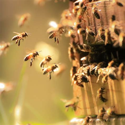 About Neonicotinoids Pesticide Action Network Uk