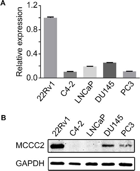 The Expression Of MCCC2 In PCa Cell Lines A The Relative MRNA