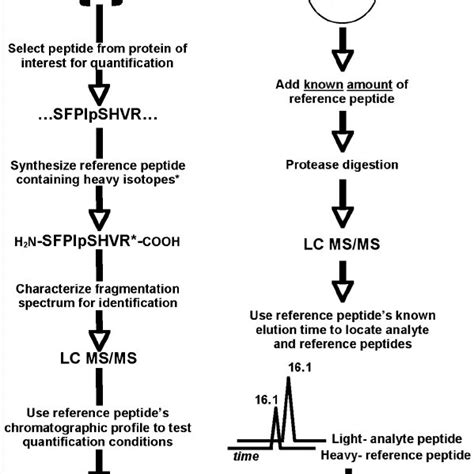 Protein Quantification Scheme Using Itraq Download Scientific Diagram