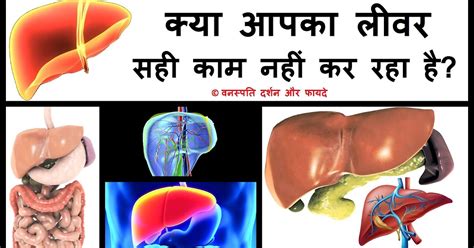 Is Your Liver Not Working Properly Education And Information Technology Information For