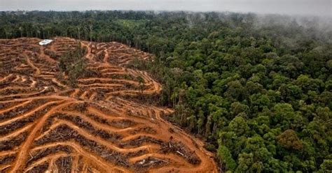 El Problema De La DeforestaciÓn Impacto Ambiental