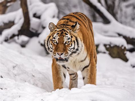 Download Wallpaper 1600x1200 Siberian Tiger Tigress Big Cat Predator