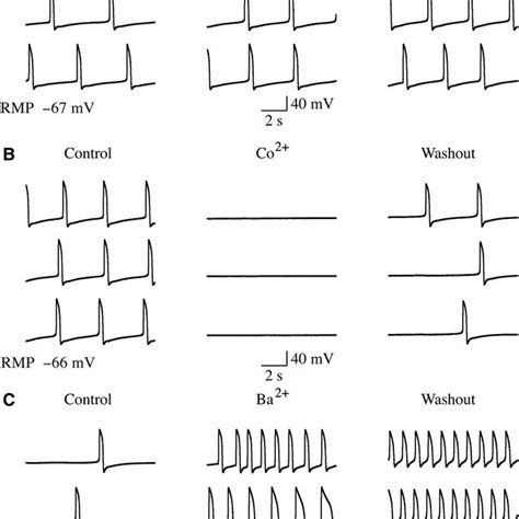 Functional Maturity Of Differentiated Cms Evaluated By Download