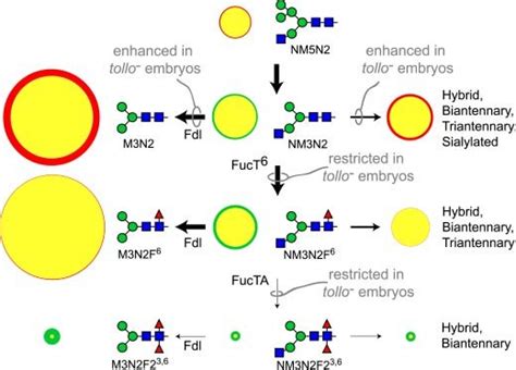 Biosynthetic Pathways For N Linked Glycans In Wild Type And