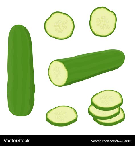 Whole Cucumber And Chopped Slices Set Royalty Free Vector