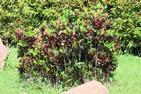 Cambodia Codiaeum Variegatum Siem Reap Province Stock Image Image