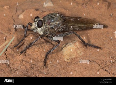Flying Desert Insects