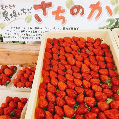 Instagram Posts Instagram Fruit