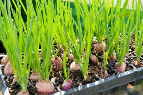 How To Grow Spring Onions Lawn Com Au