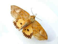 PEST Dection Object Detection Dataset And Pre Trained Model By PestNet