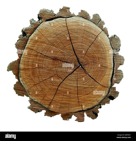 Weathered Wood Tree Trunk Cut Out Stock Images And Pictures Alamy