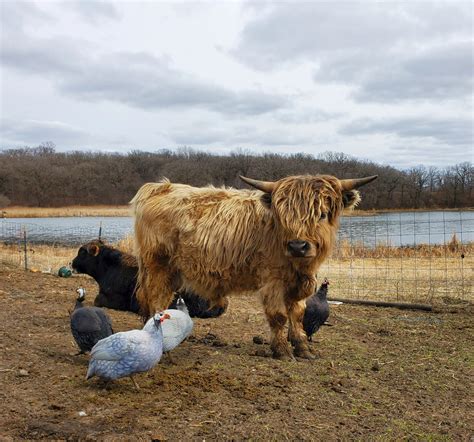 Miniature Highland Cows