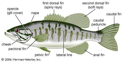 Fish Species And Physical Features Britannica