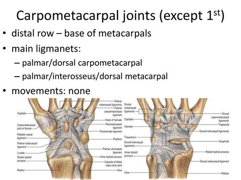 Metacarpophalangeal Joint Ligaments