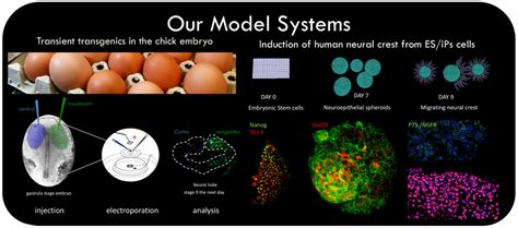 Laura Kerosuo Neural Crest Development And Disease Unit Flickr