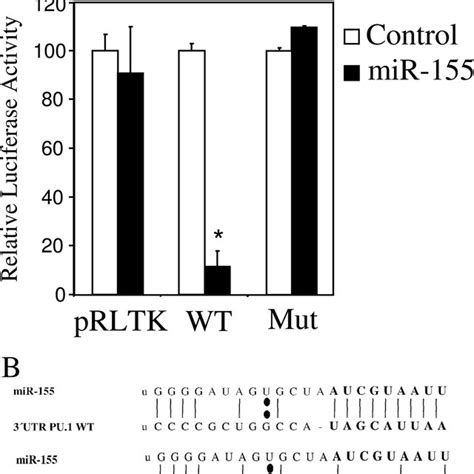Mir 155 Targets Pu1 3 Utr Dual Luciferase Assay Was Performed On Hela