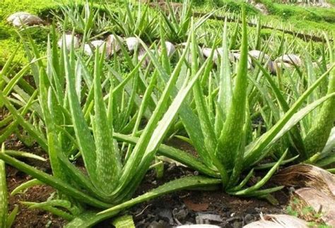 Cây Nha Đam 101 công dụng tuyệt vời với sức khỏe làm đẹp