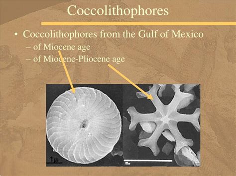 Ppt Life Of The Mesozoic Era Powerpoint Presentation Free Download Id 162964