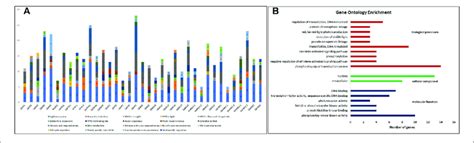 A Graphical Representation Of Cis Regulatory Elements Presents In Download Scientific