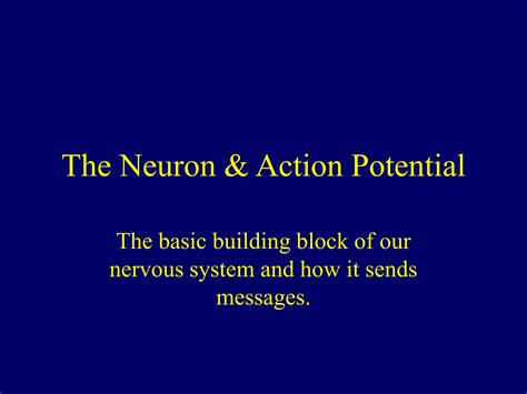 The Neuron And Action Potential Ppt Ppt Ppt