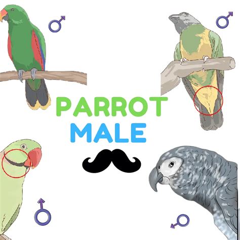 How To Know The Sex Of A Parrot Male Parrot Vs Female Parrot