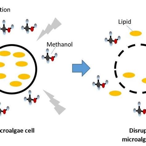 Microalgae Cell Disruption Under Microwave Irradiation 81132