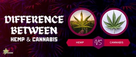 Hemp Vs Cannabis What S The Difference Vendor List