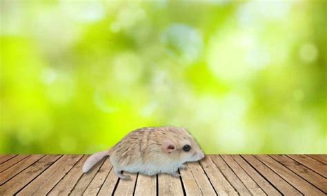 What Are The Characteristics Of A Fat Tailed Gerbil 2026
