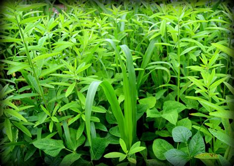 Forage Intercropping Sustainable Cropping Systems Lab