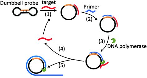 Isothermal Amplified Detection Of Dna And Rna Molecular Biosystems Rsc Publishing Doi10