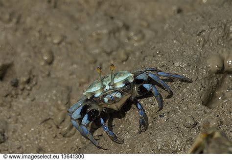Fiddler Crab Female Fiddler Crab Female Uca Forcipata On Mudflat