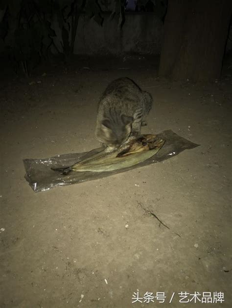 國慶中秋雙節的第一天，一流浪貓在吃我給她的帶魚大餐！也可愛！ 每日頭條