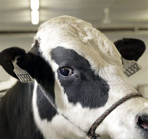 Cdcb Genomic Evaluations