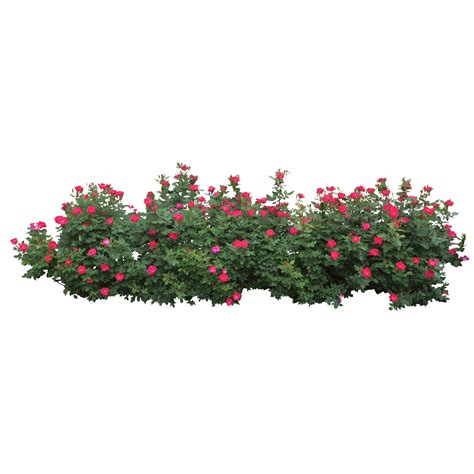 Cut Out Flower Cut Out Photoshop Tree Photoshop Tree Psd Png