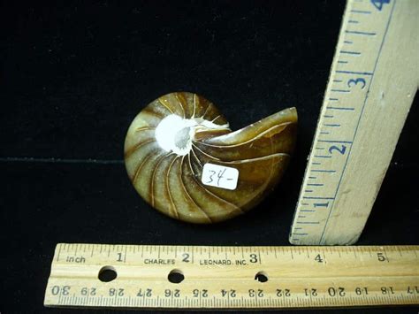 Whole Polished Fossilized Nautilus 021223j The Stones And Bones