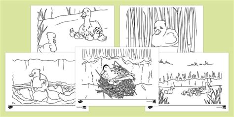 The Ugly Duckling Story Colouring Sheets Teacher Made