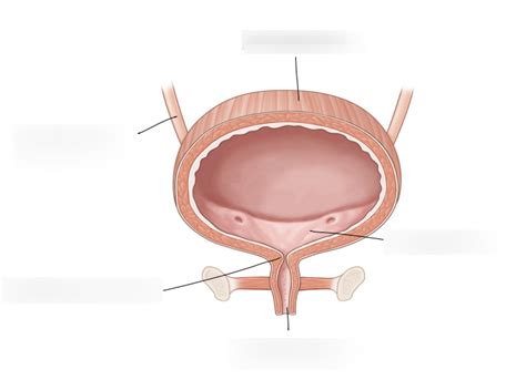 Bladder Diagram Diagram Quizlet