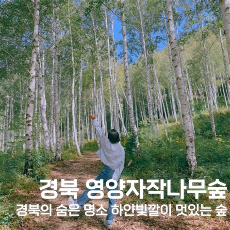 영양자작나무숲 영양죽피리의 경북트레킹 소요시간 네이버 블로그