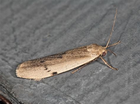 Photo Pelosia Muscerda
