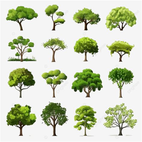 나무 고립 된 요소의 큰 묶음 에코 오크 식물원 Png 일러스트 및 이미지 에 대한 무료 다운로드 Pngtree
