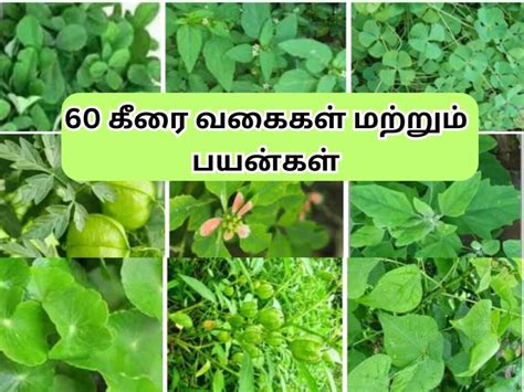 60 கீரை வகைகள் மற்றும் பயன்கள் Keerai Vagaigal In Tamil