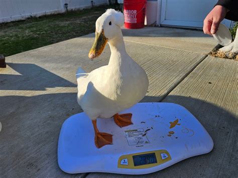 How To Conduct A Duck Health Check A Comprehensive Guide