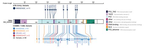 Assessment Of Tp53 Variants Observed On Custom Sequencing Or Whole Download Scientific Diagram