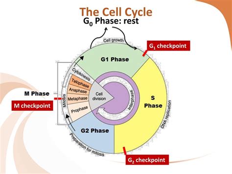 The Cell Cycle Ppt Download