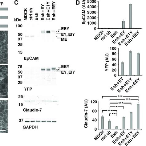 Levels And Localization Of Tight Junction Protein Claudin 7 Are