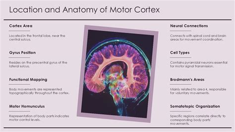 Role Of Primary Motor Cortex Ppt Example Acp Ppt Presentation