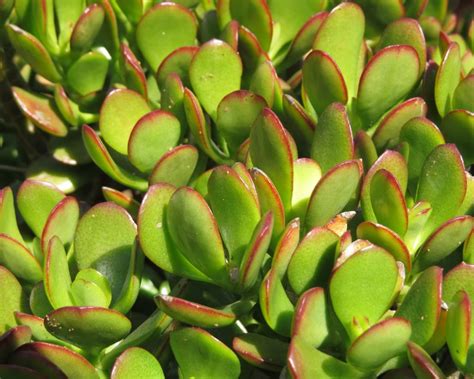 Guida Completa Alla Cura Della Crassula Il Tuo Manuale Per Coltivare